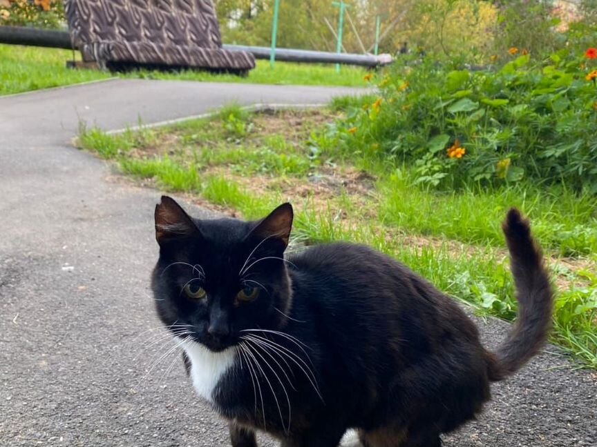 Марко котик