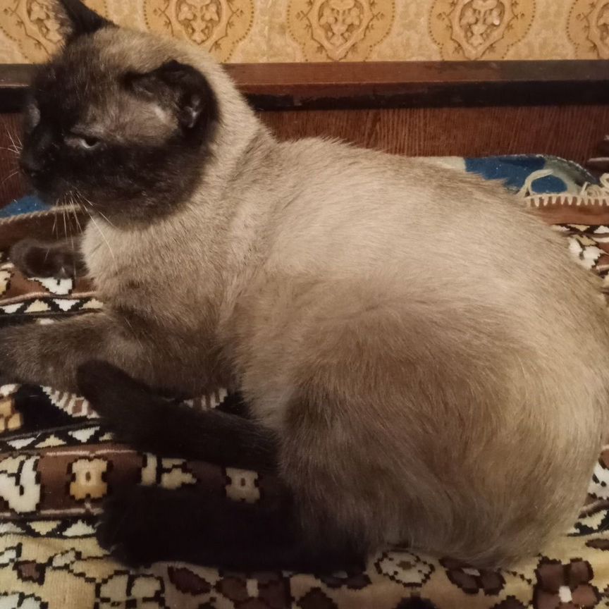 Тайский кот в поисках дома