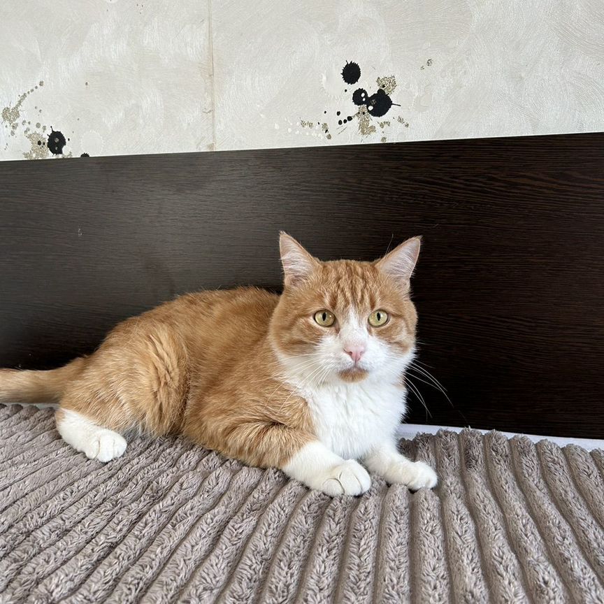 Котик ищет дом