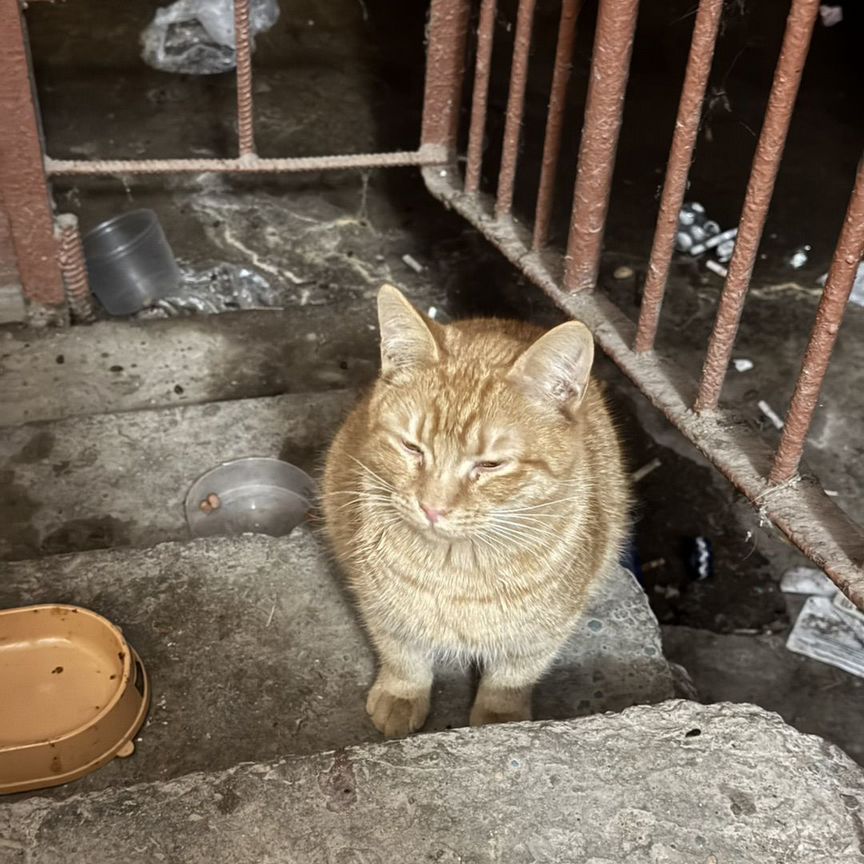 Котенок подросток