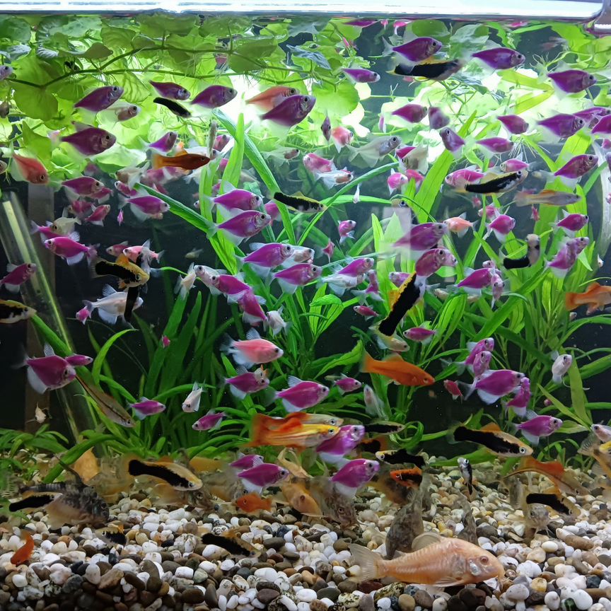 Живая рыба для аквариума