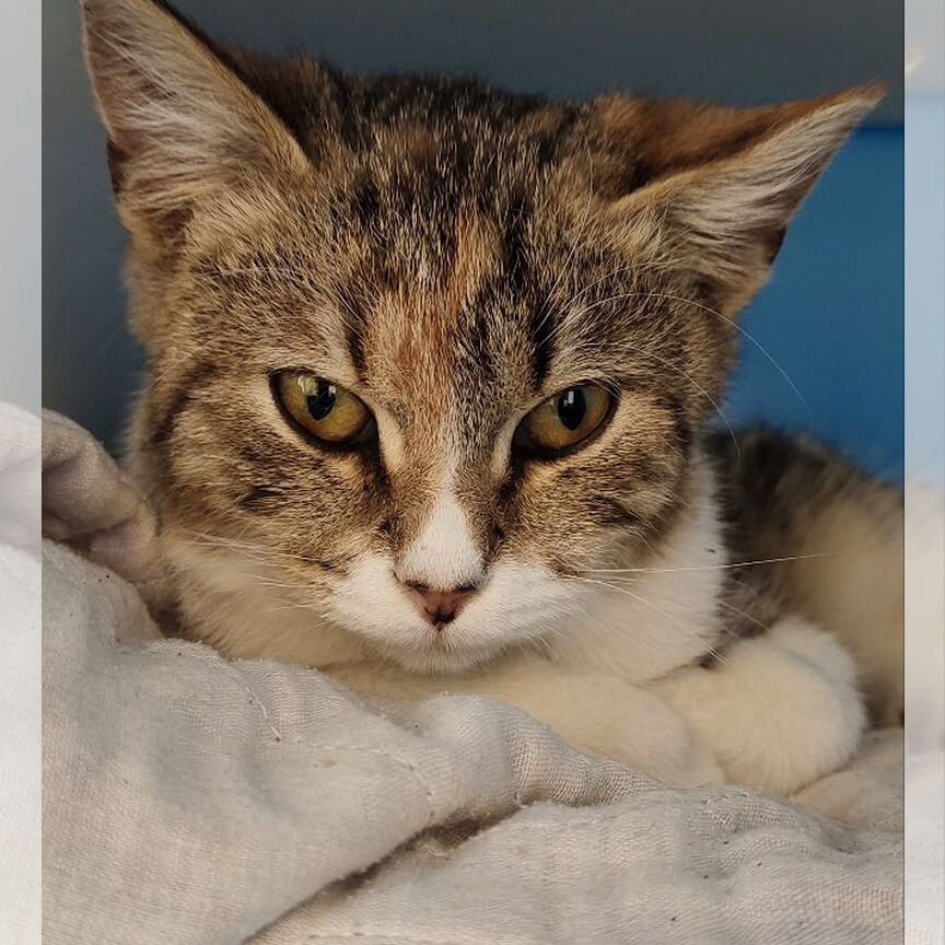 Котята