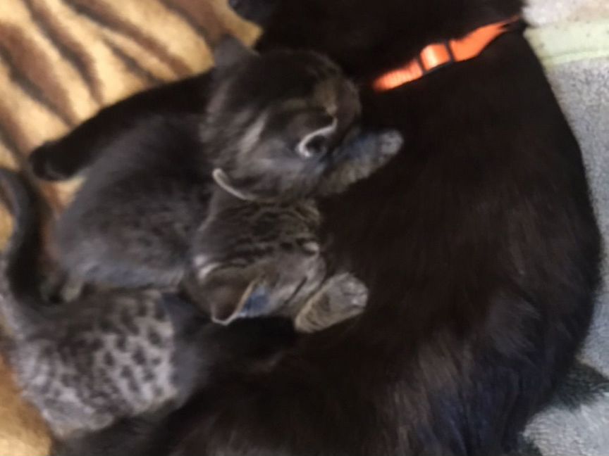 Котята на 50%сфинкс