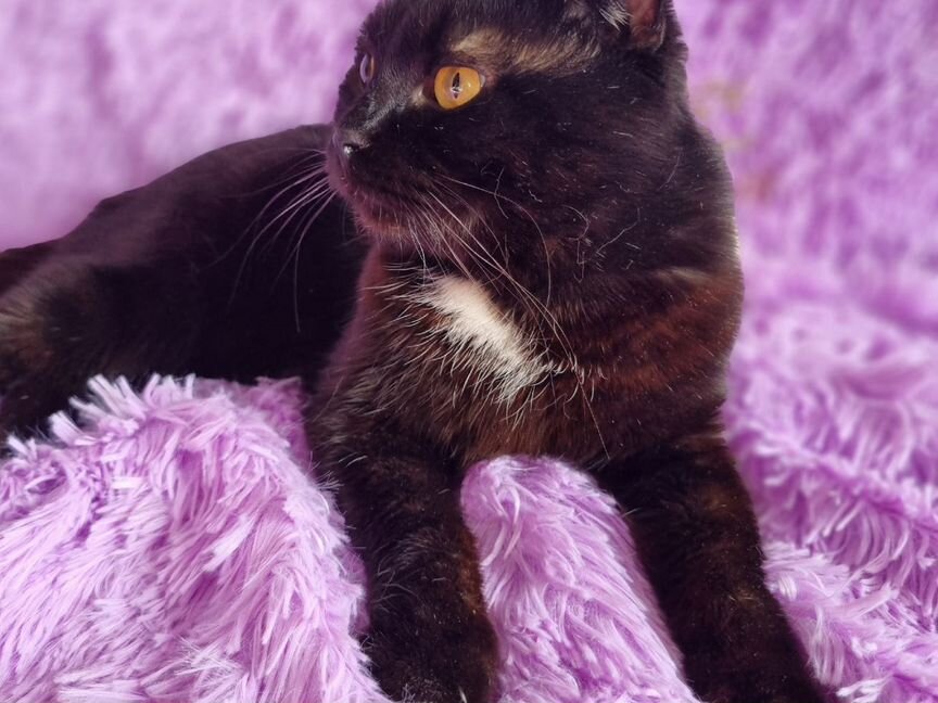 Шотландский кот 2 года