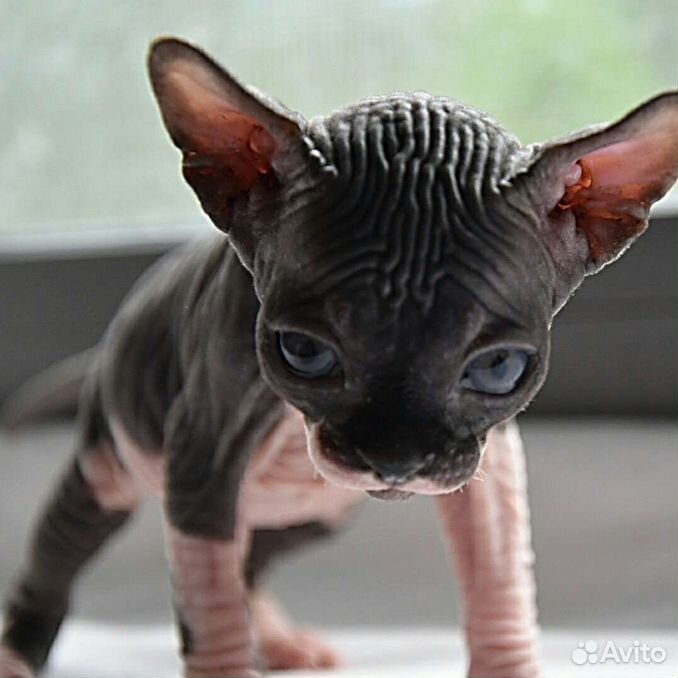 Замечательный которебенок