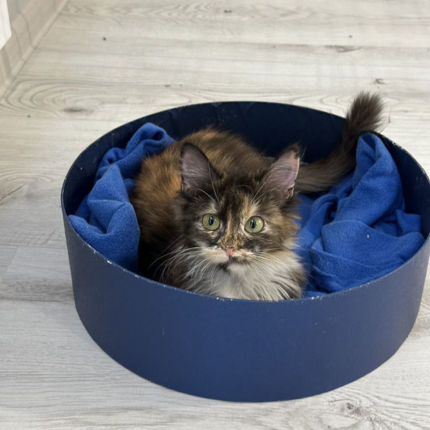 Котенок в добрые руки