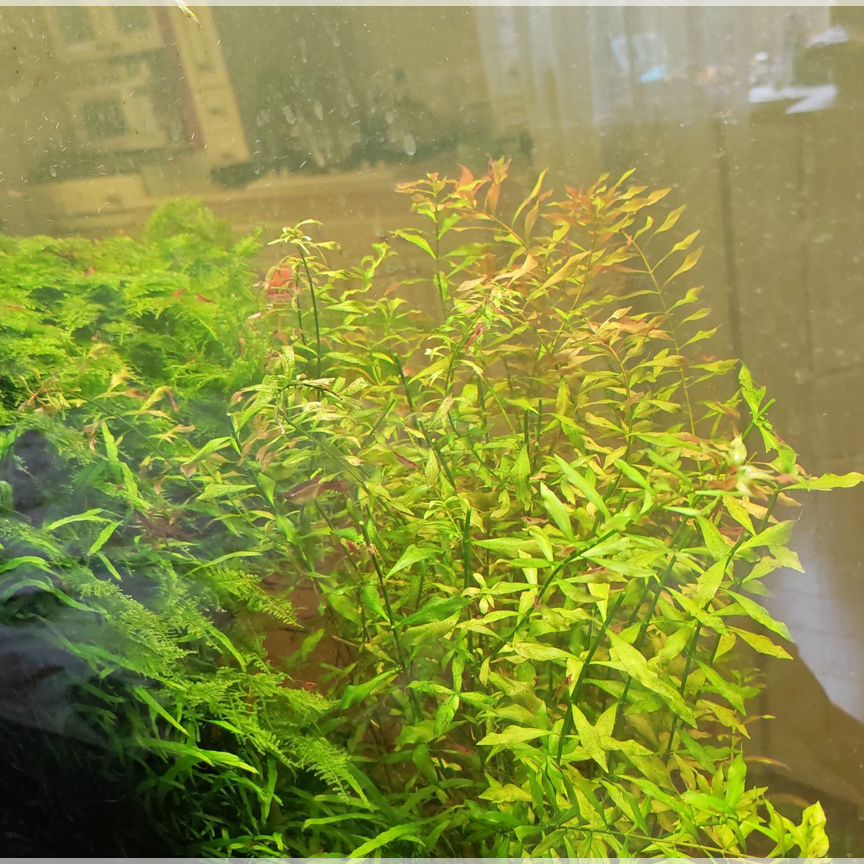 Аквариумные растения