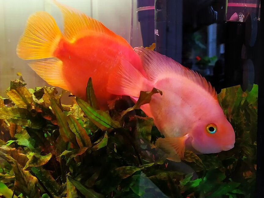 Рыба red parrot(красный попугай)