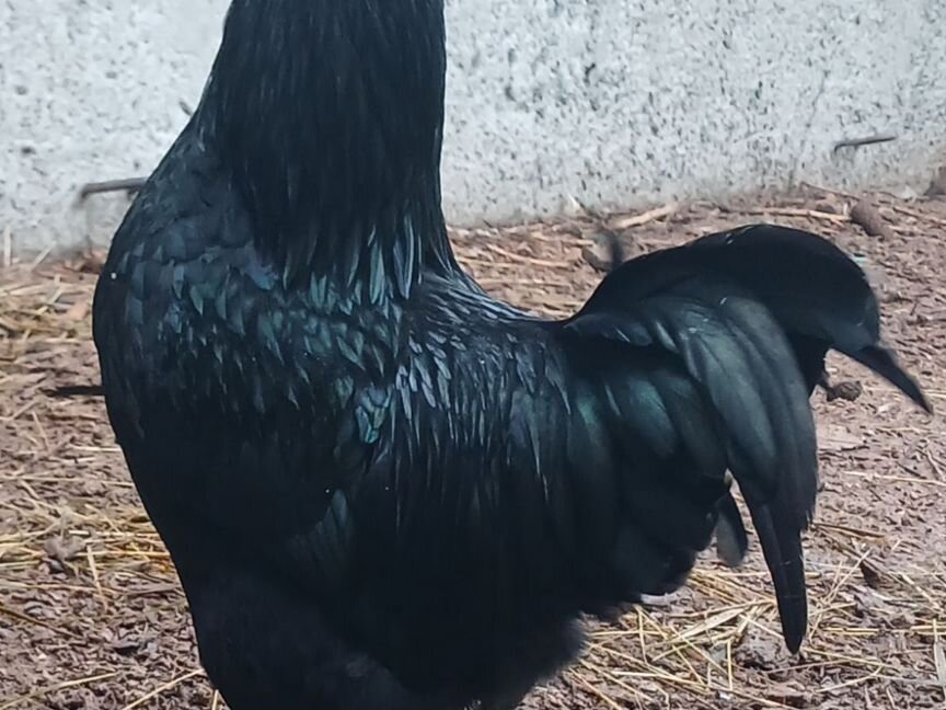 Ухейилюй и Барковская барвистая