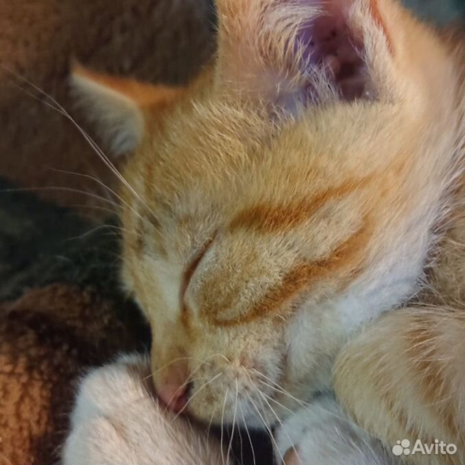 Котейка хорошим человекам