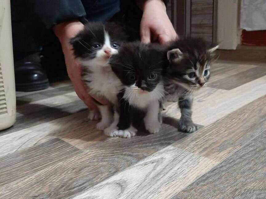 Вислоухие котята в добрые руки