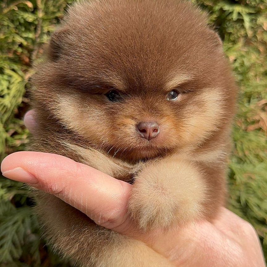 Шпиц померанский мальчик