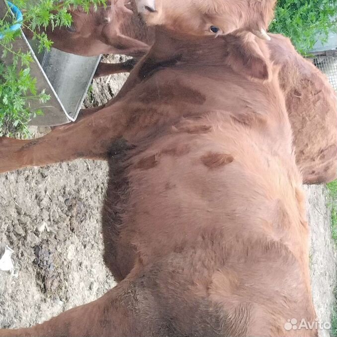 Тëлки 7 и 6 мецев