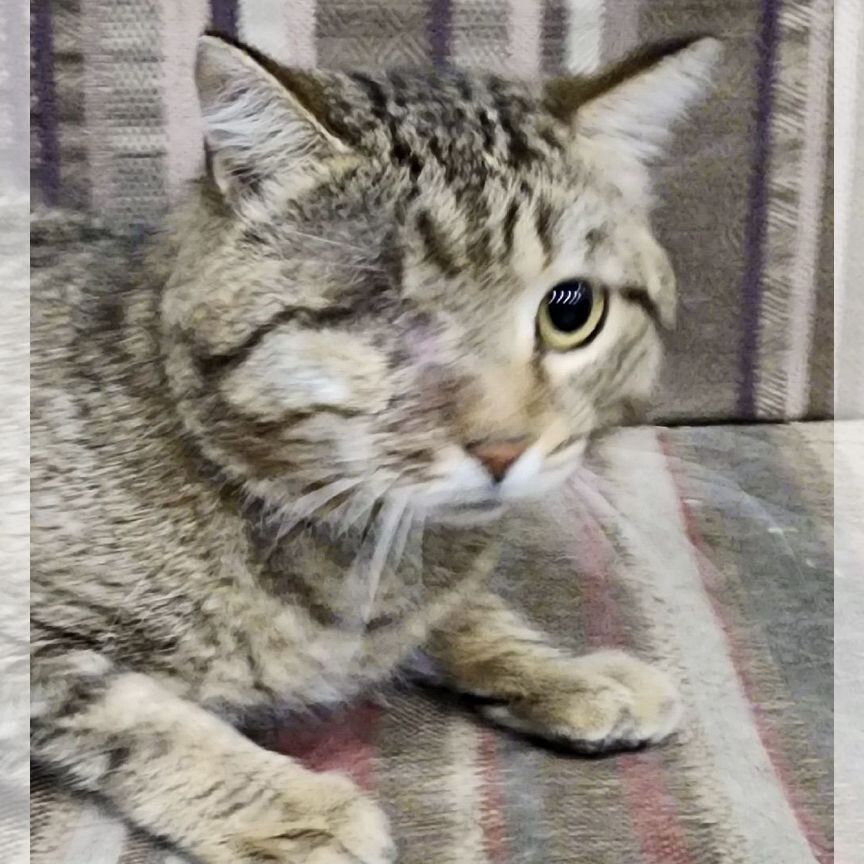 Котик без глазика