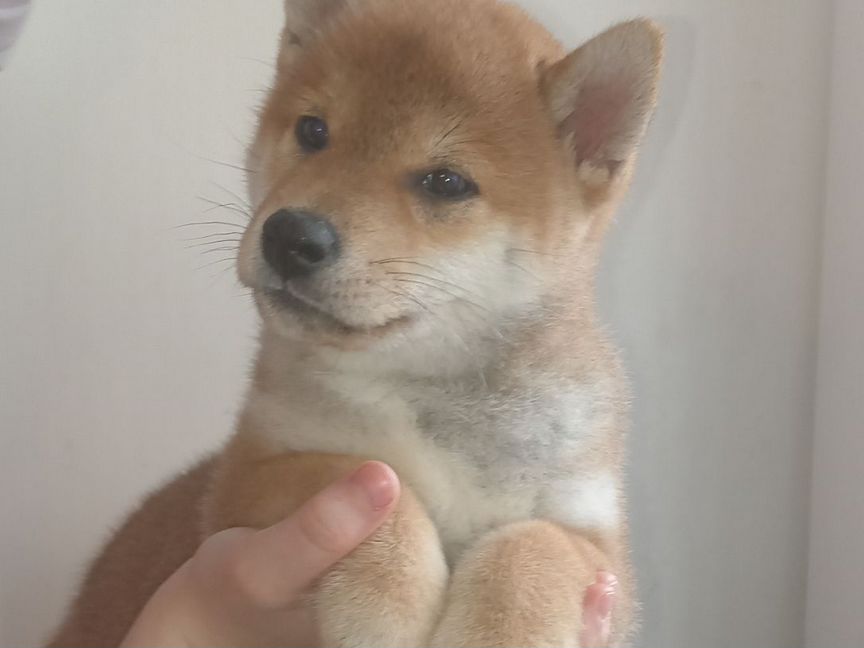Сиба(шиба) ину