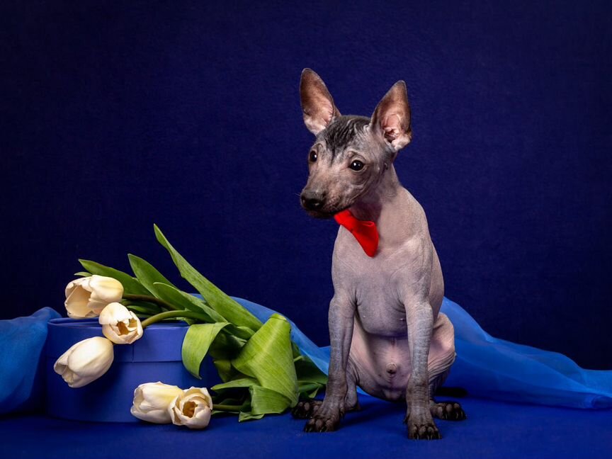 Продается щенок. Мальчик. Ксолоицкуинтли . Мини