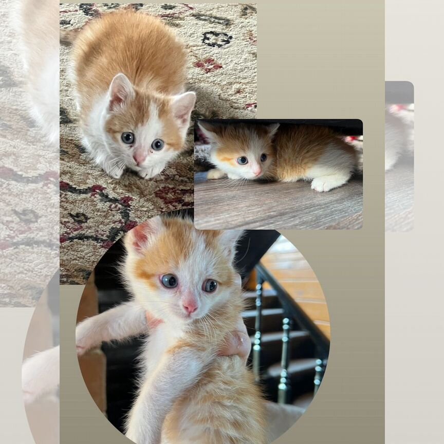 Котёнок в добрые руки