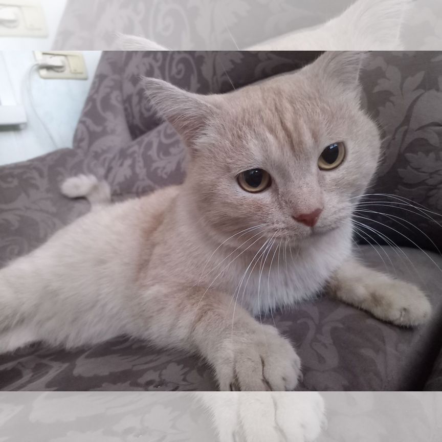 Кот