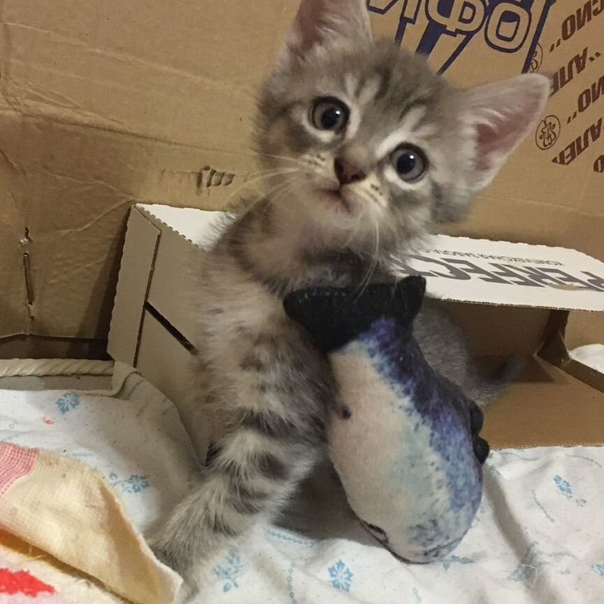 Котята в добрые руки даром бесплатно