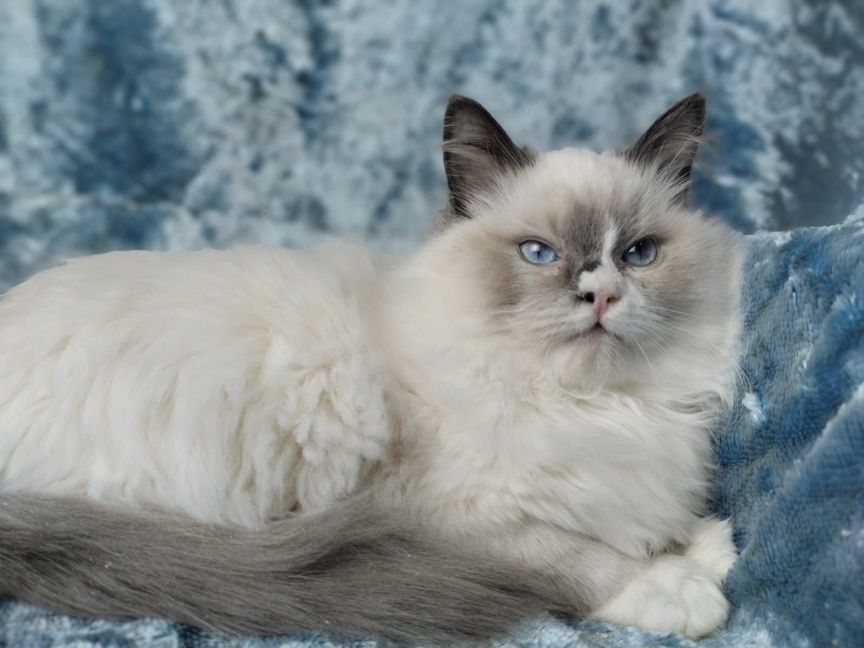 Котики рэгдоллы