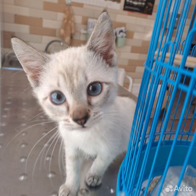 Котенок-красавчик 3 мес