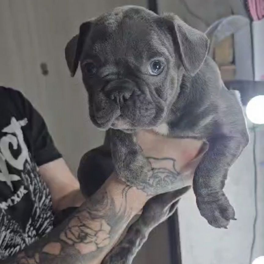 Французский бульдог