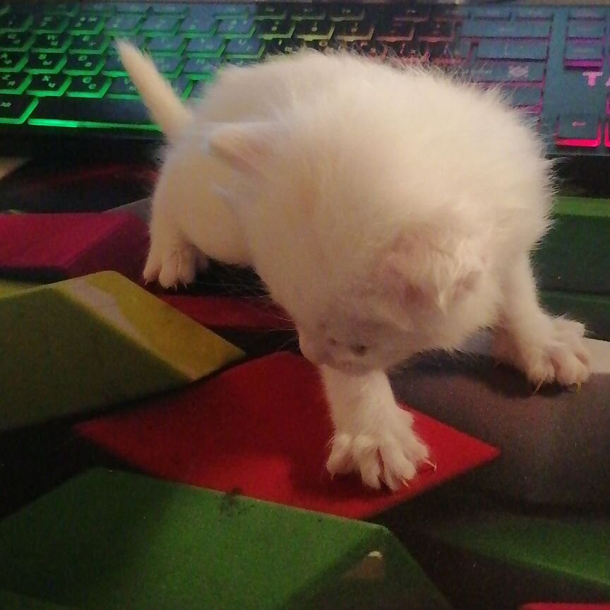 Котёнок в добрые руки