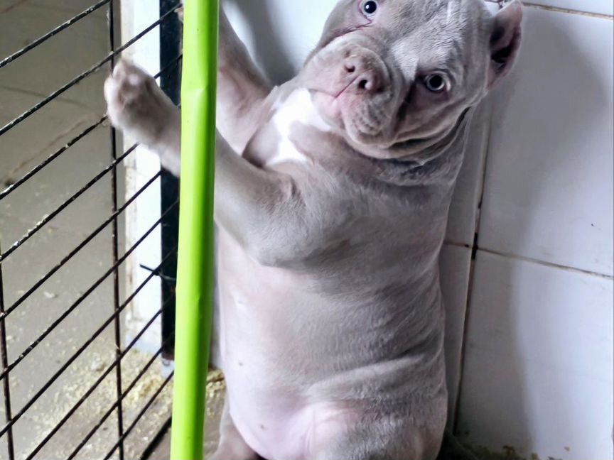 Американский булли