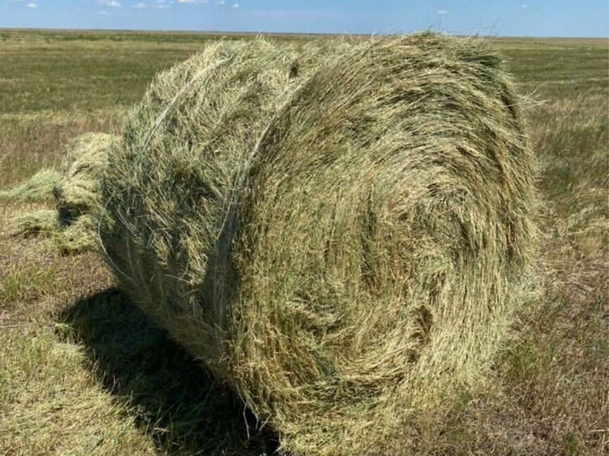 Продам сено в рулонах