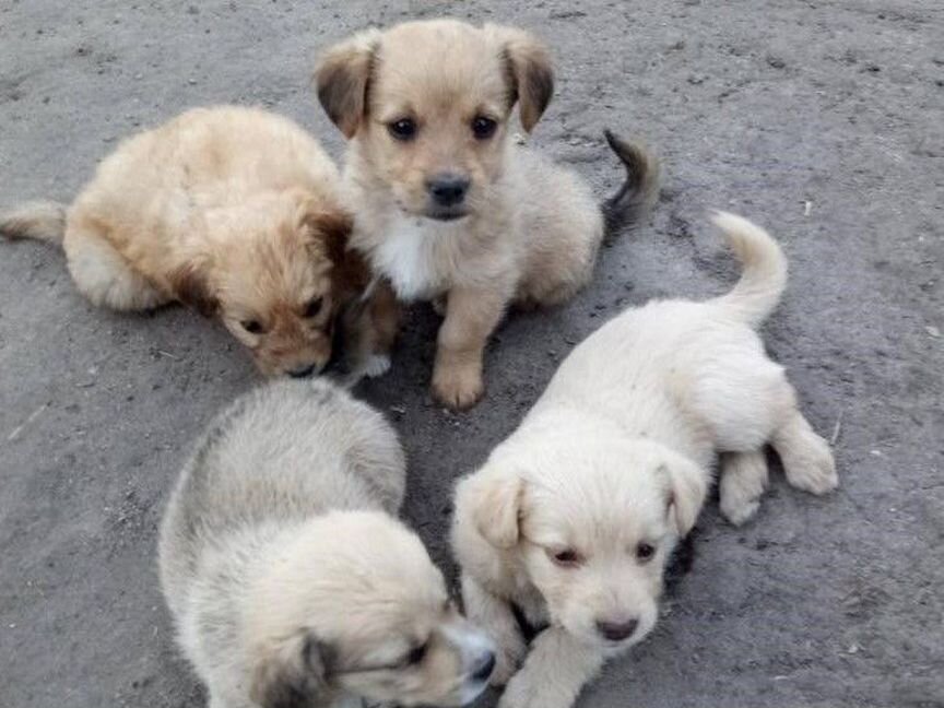 Что за жизнь без собаки Разбирайте лапочек-щеночко