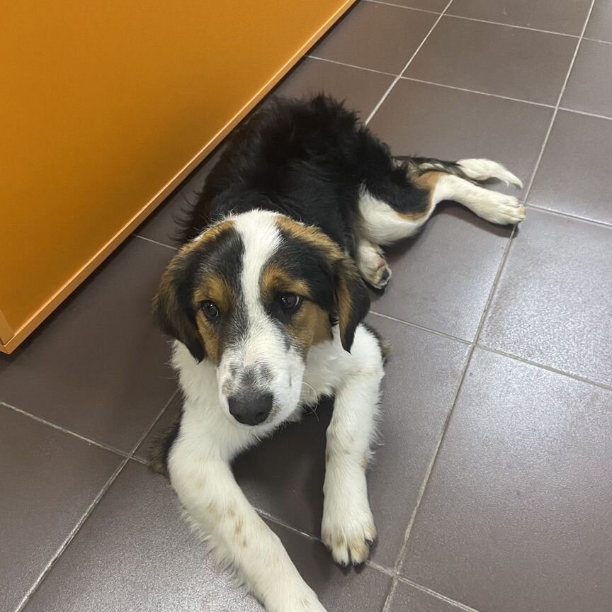 Найдена собака