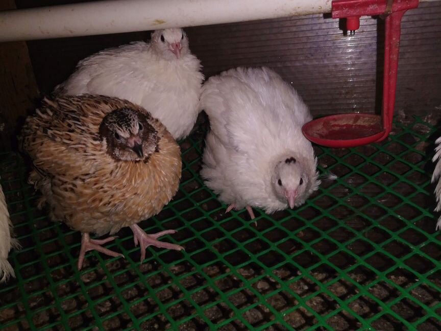 Куры домашние