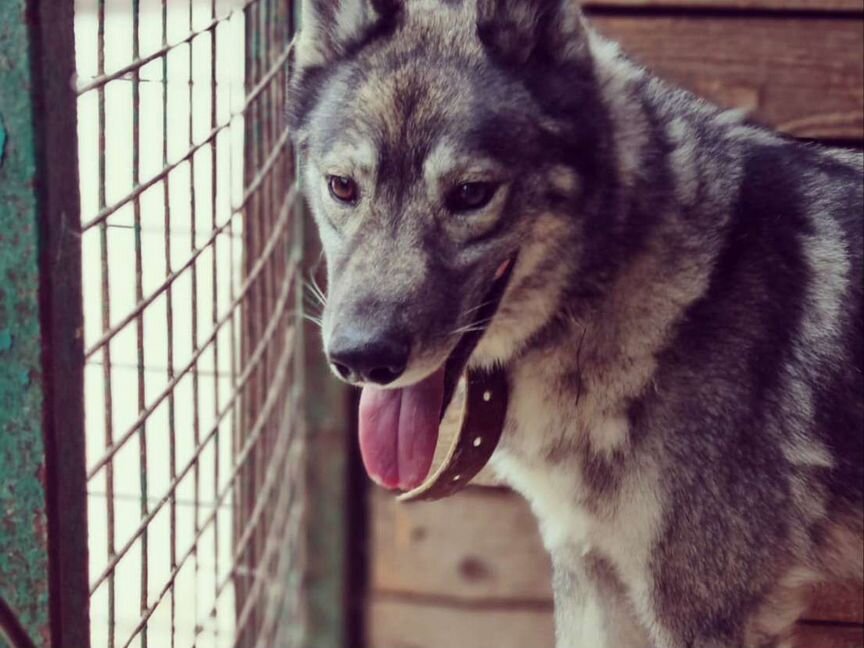 Пёс Гром ищет дом