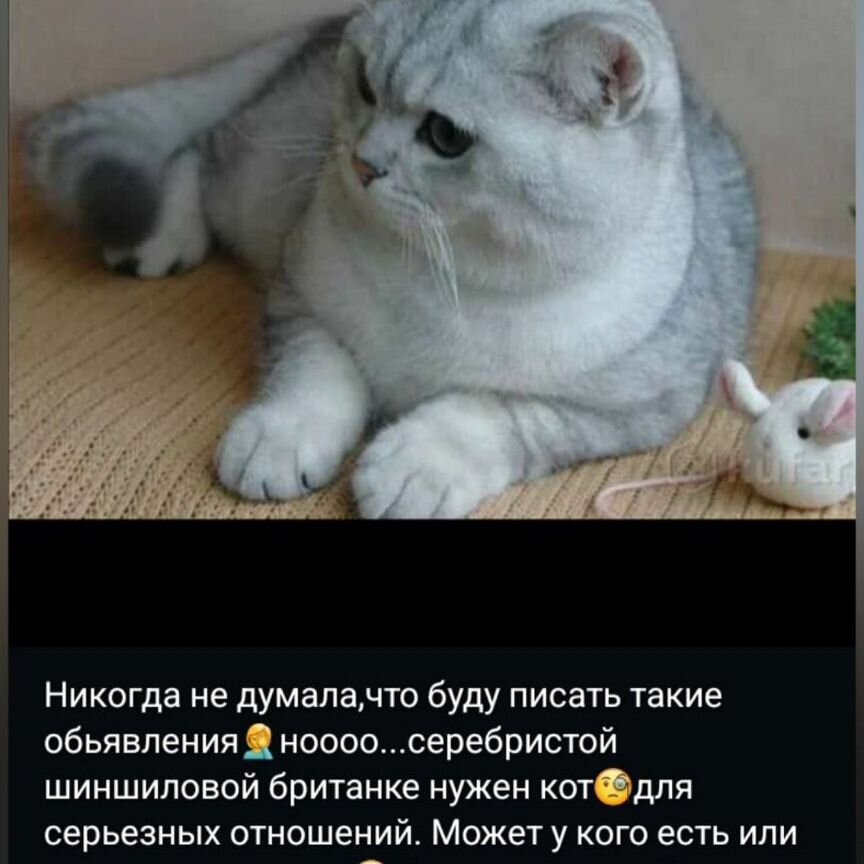 Ищим кота для вязки