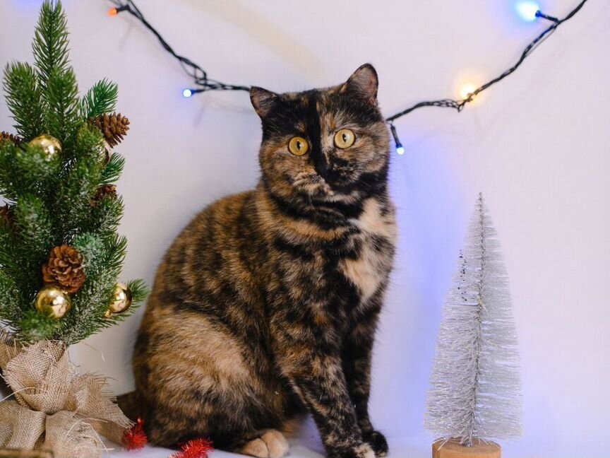 Молли в добрые руки