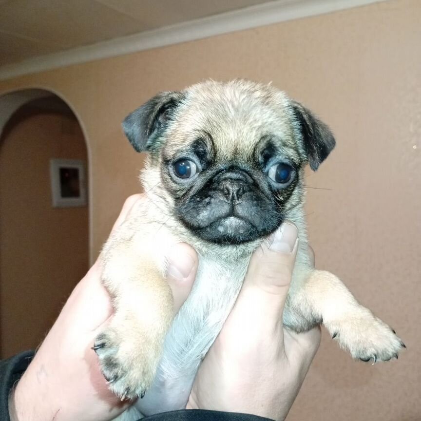 Мопс, щенок