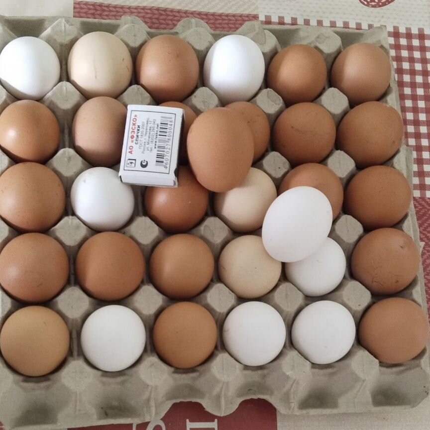 Инкубационное яйцо кур