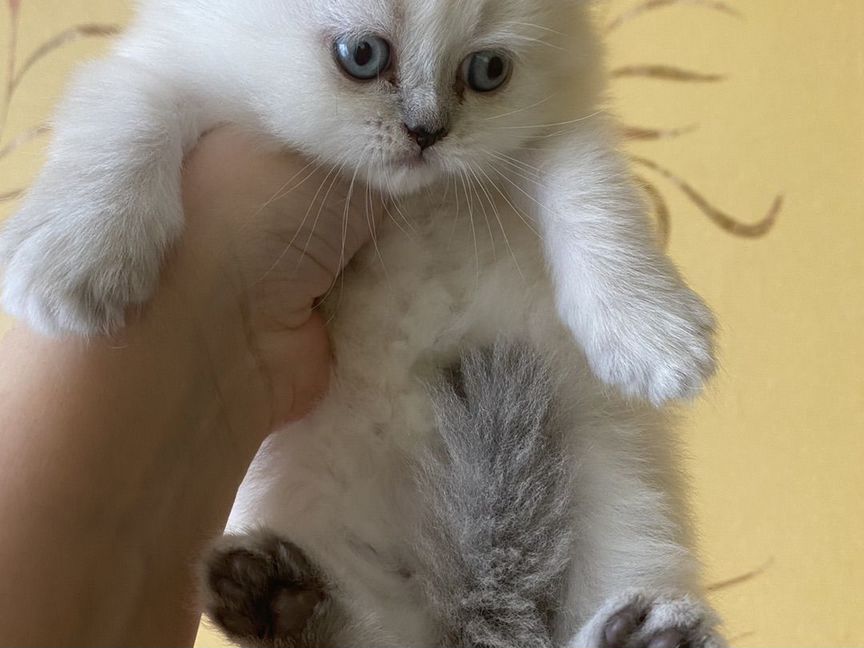 Шотландские котята