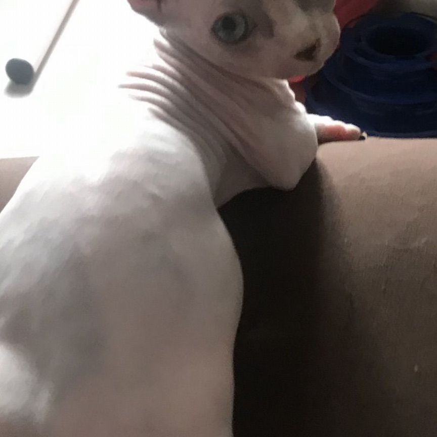 Двэльфийка Бриджит