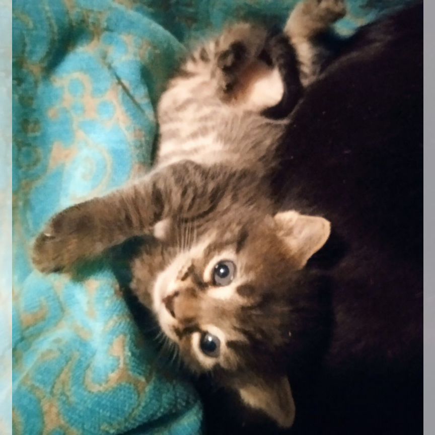 Безпородная