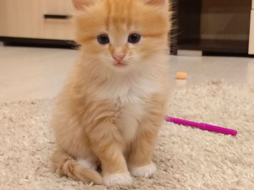 Рыжие котики