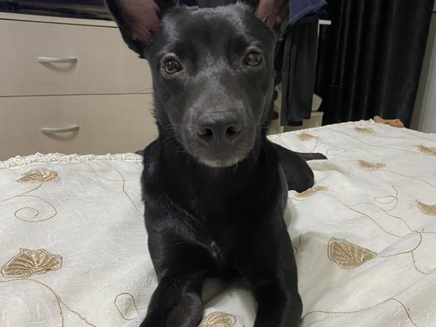 Ксолоицкуинтли