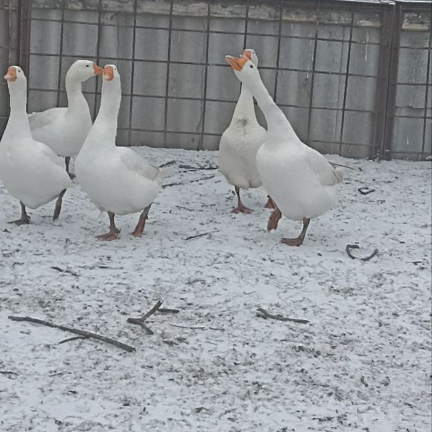 Гусь