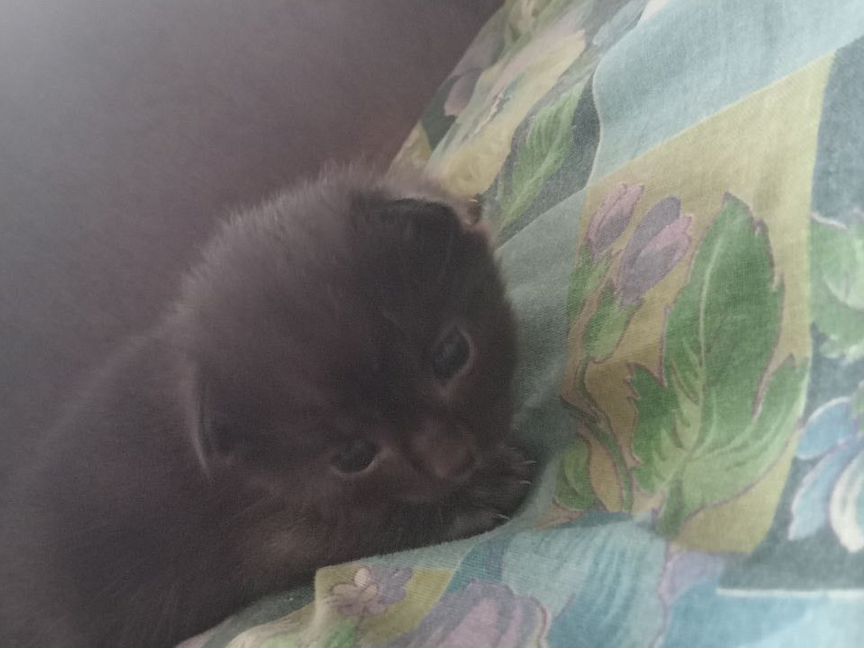 Котенок девочка в добрые руки