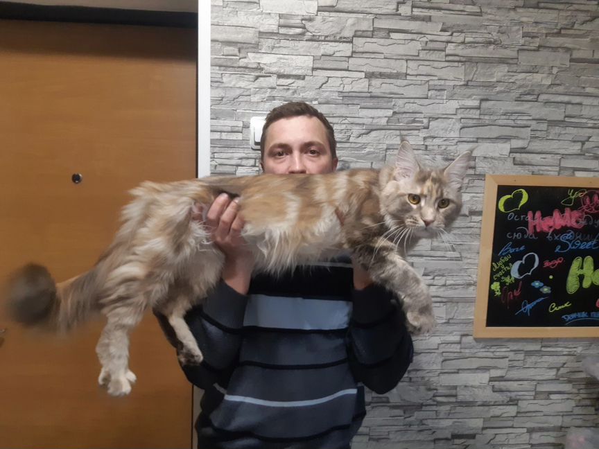Кошки мейн кун