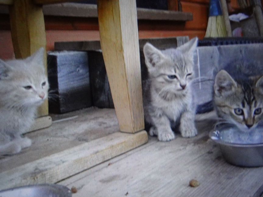 Котята бесплатно