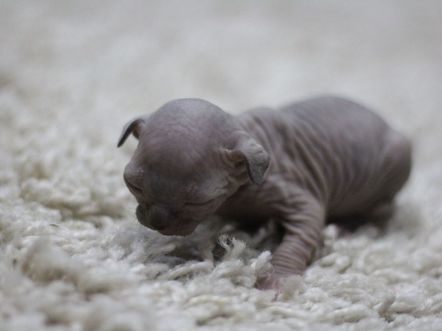 Котята сфинкс