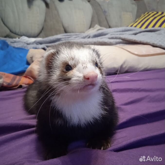 Хорек с клеткой