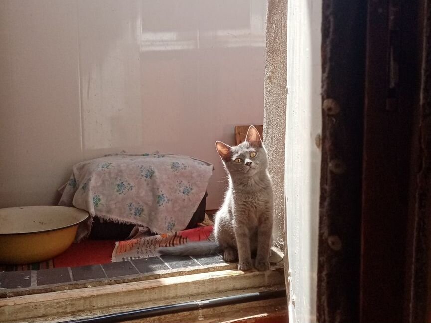 Британские котята бесплатно