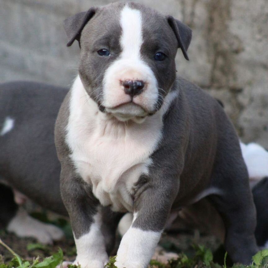 Щенки стаффорда голубые